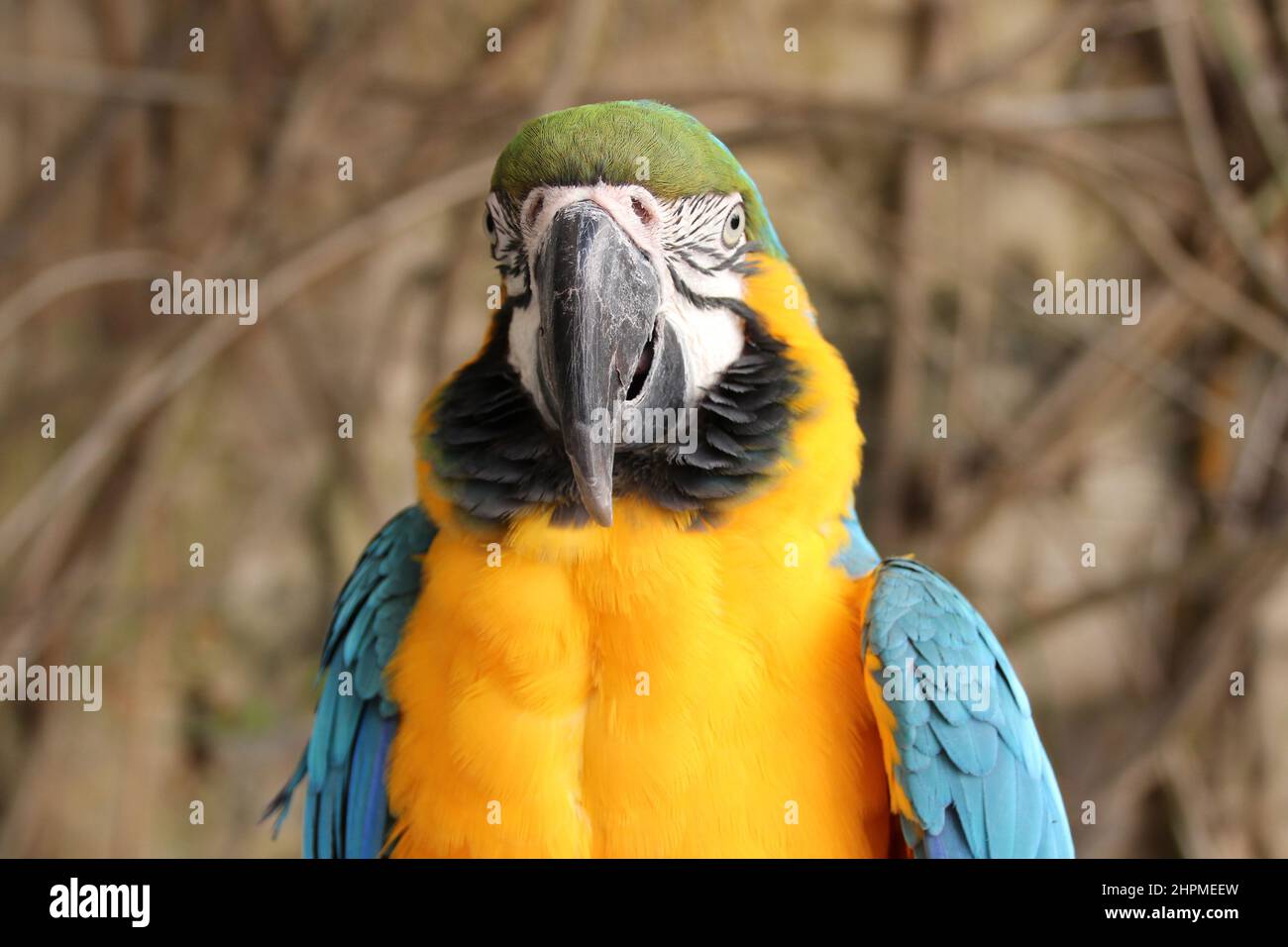 ara ararauna in valletta (malta Stock Photo - Alamy