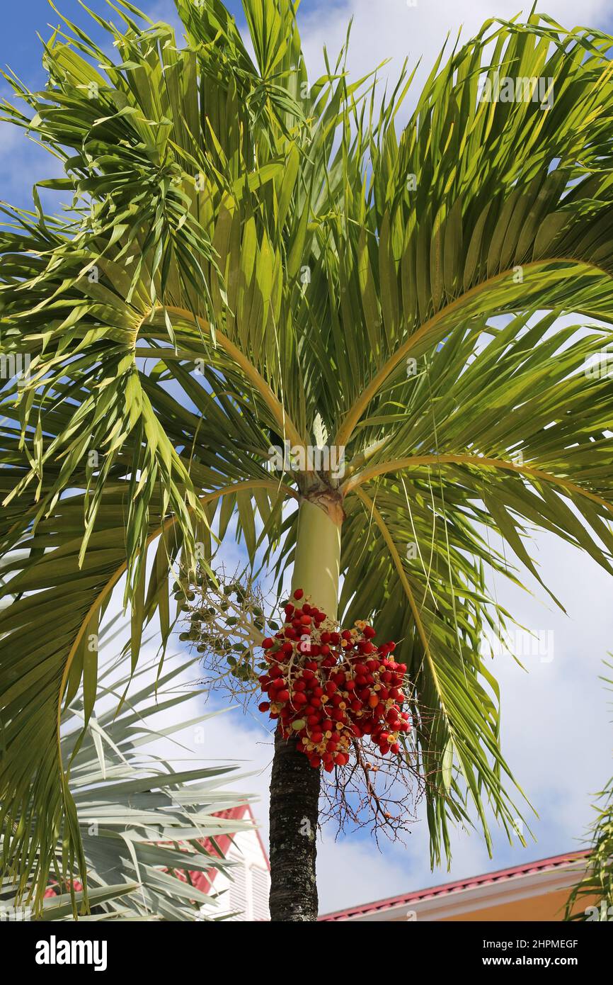 Peach Palm (Bactris gasipaes), Reduit Beach, Rodney Bay, Gros Islet ...