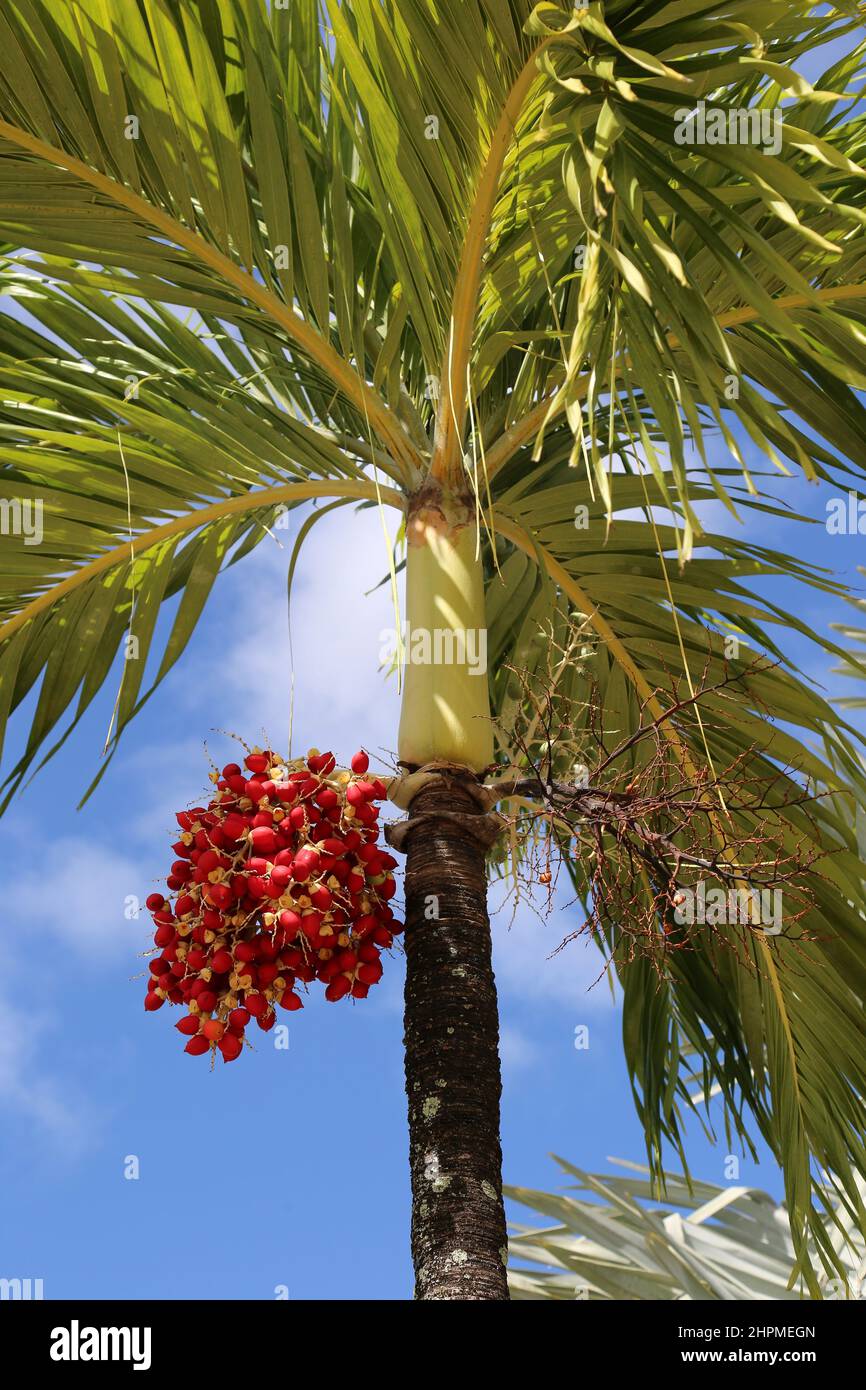 Peach Palm (Bactris gasipaes), Reduit Beach, Rodney Bay, Gros Islet ...