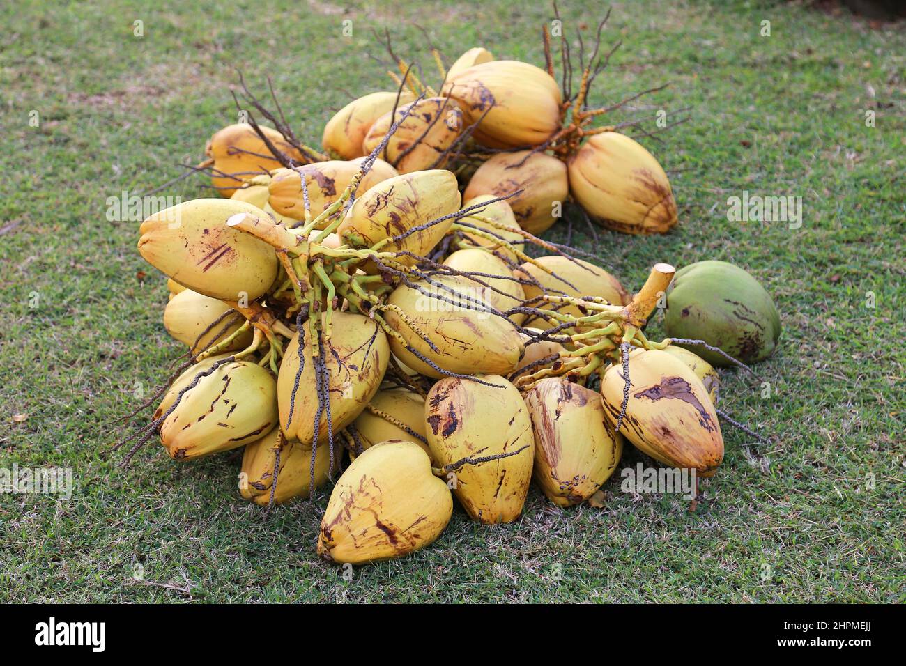 St lucia fruit hi-res stock photography and images - Alamy