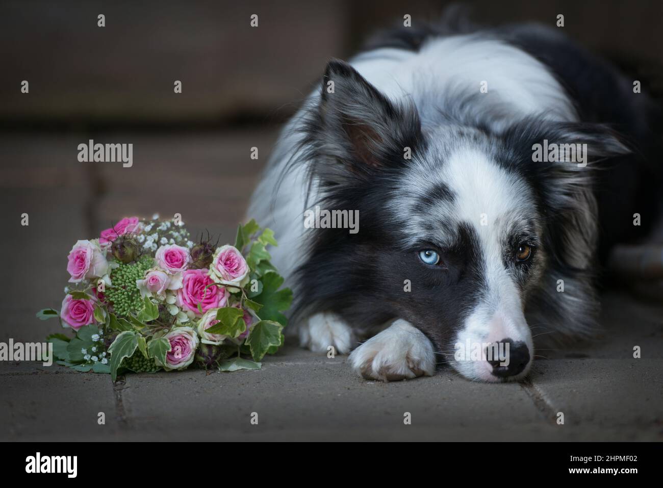 Border collie with a flower bouquet Stock Photo - Alamy