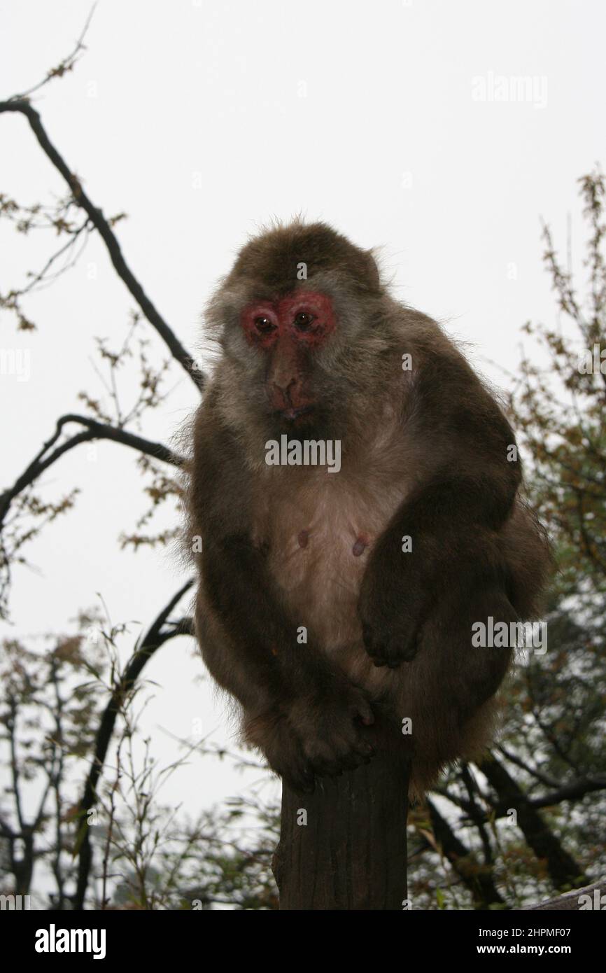 monkey in sichuan (china Stock Photo - Alamy