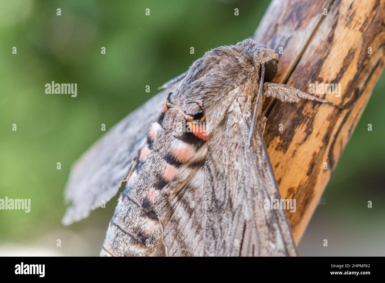 Convolvulus hawk-moth (Agrius convolvuli Stock Photo - Alamy