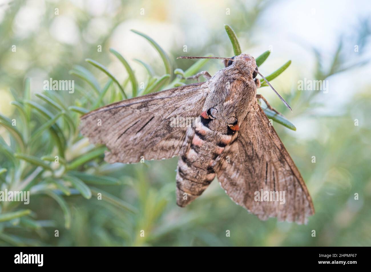 Convolvulus hawk-moth (Agrius convolvuli Stock Photo - Alamy