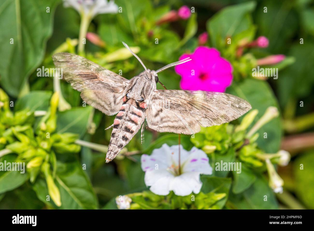 Convolvulus hawk-moth (Agrius convolvuli) in flight Stock Photo - Alamy