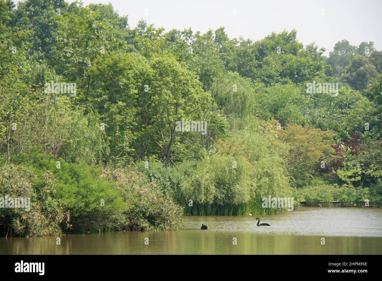 lake in sichuan (china Stock Photo - Alamy