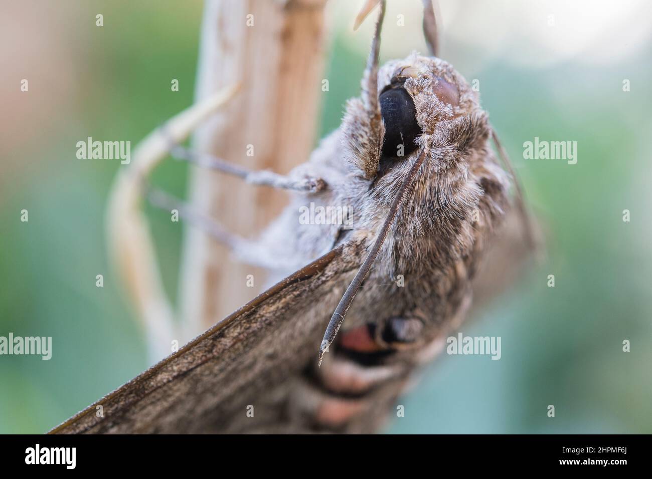 Convolvulus hawk-moth (Agrius convolvuli Stock Photo - Alamy