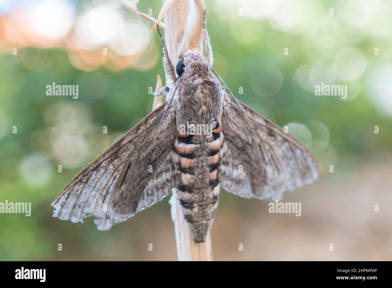 Convolvulus hawk-moth (Agrius convolvuli Stock Photo - Alamy