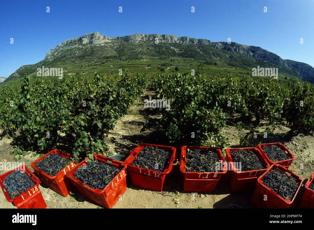 france corbieres vineyard Stock Photo - Alamy