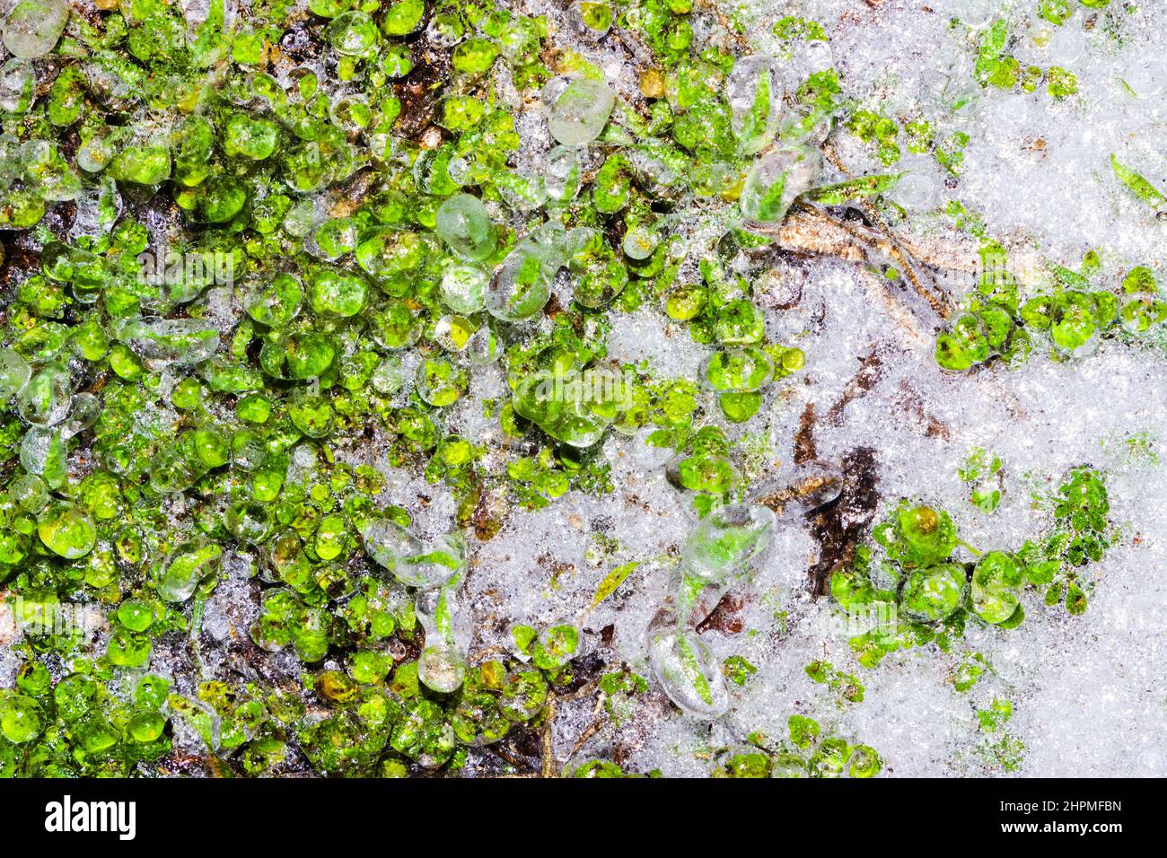 Photo of frozen ground covered in ice, snow and grass surface texture ...