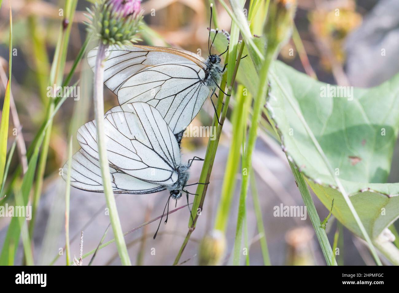 Mating pair of small white butterflies hi-res stock photography and ...