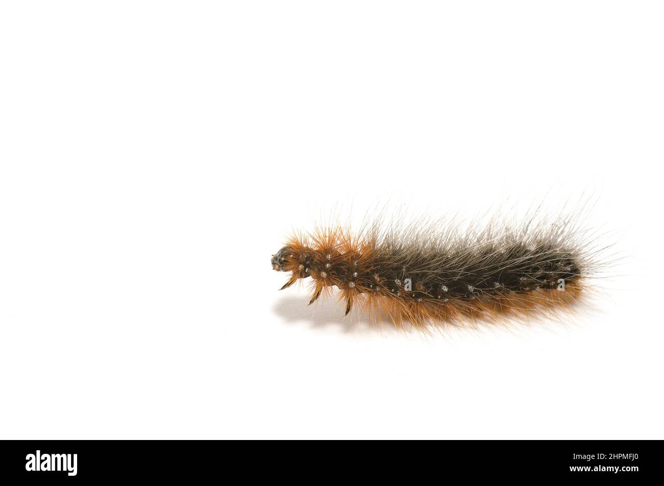 Garden tiger moth or great tiger moth (Arctia caja Stock Photo - Alamy
