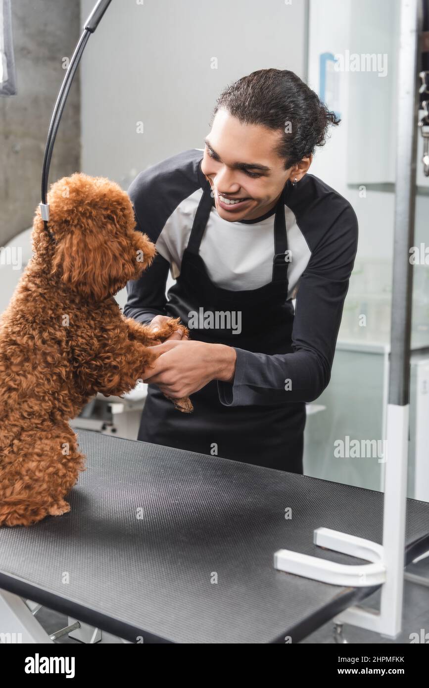happy african american pet barber having fun with poodle in grooming ...