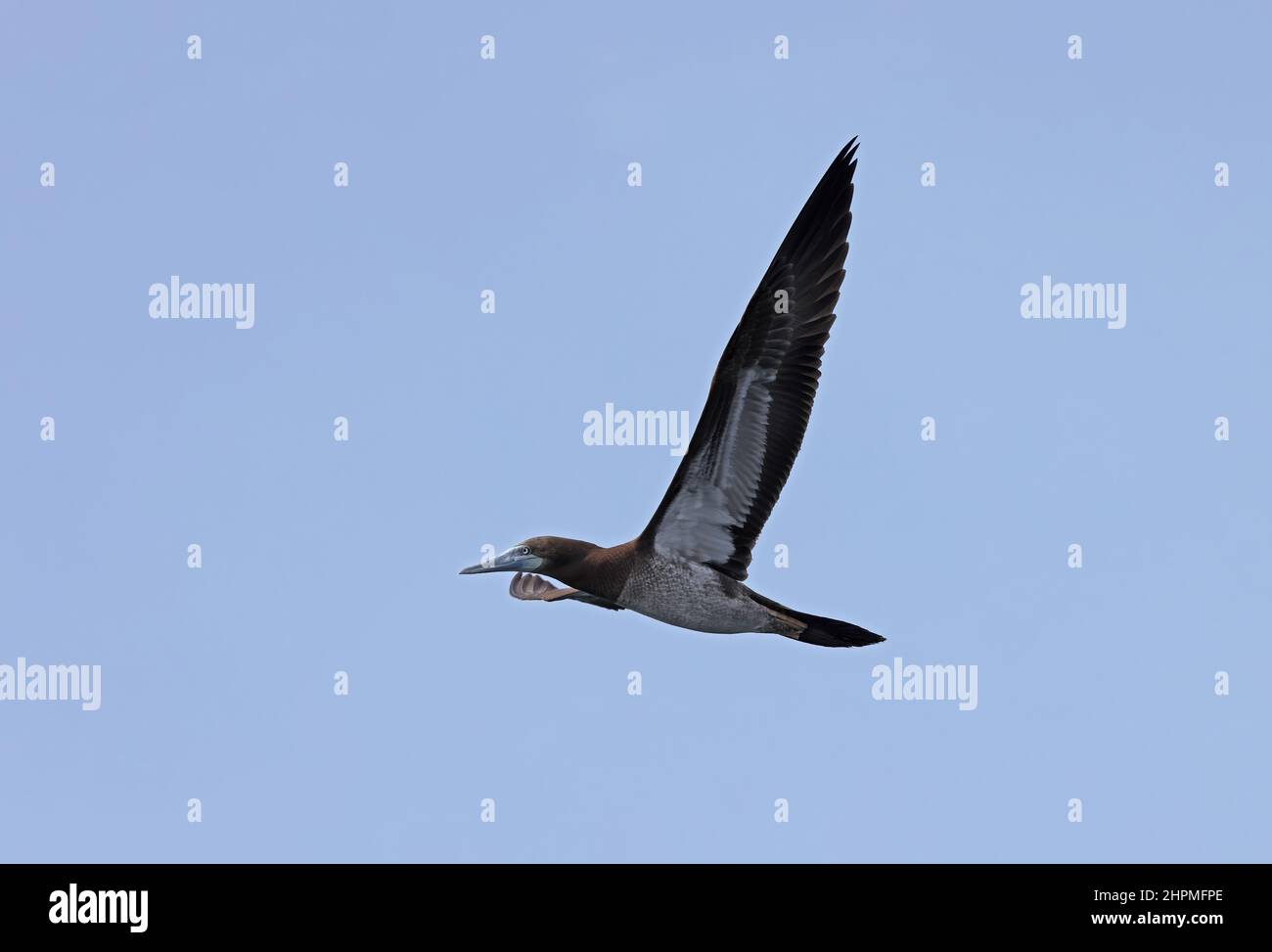 Sula leucogaster plotus hi-res stock photography and images - Alamy