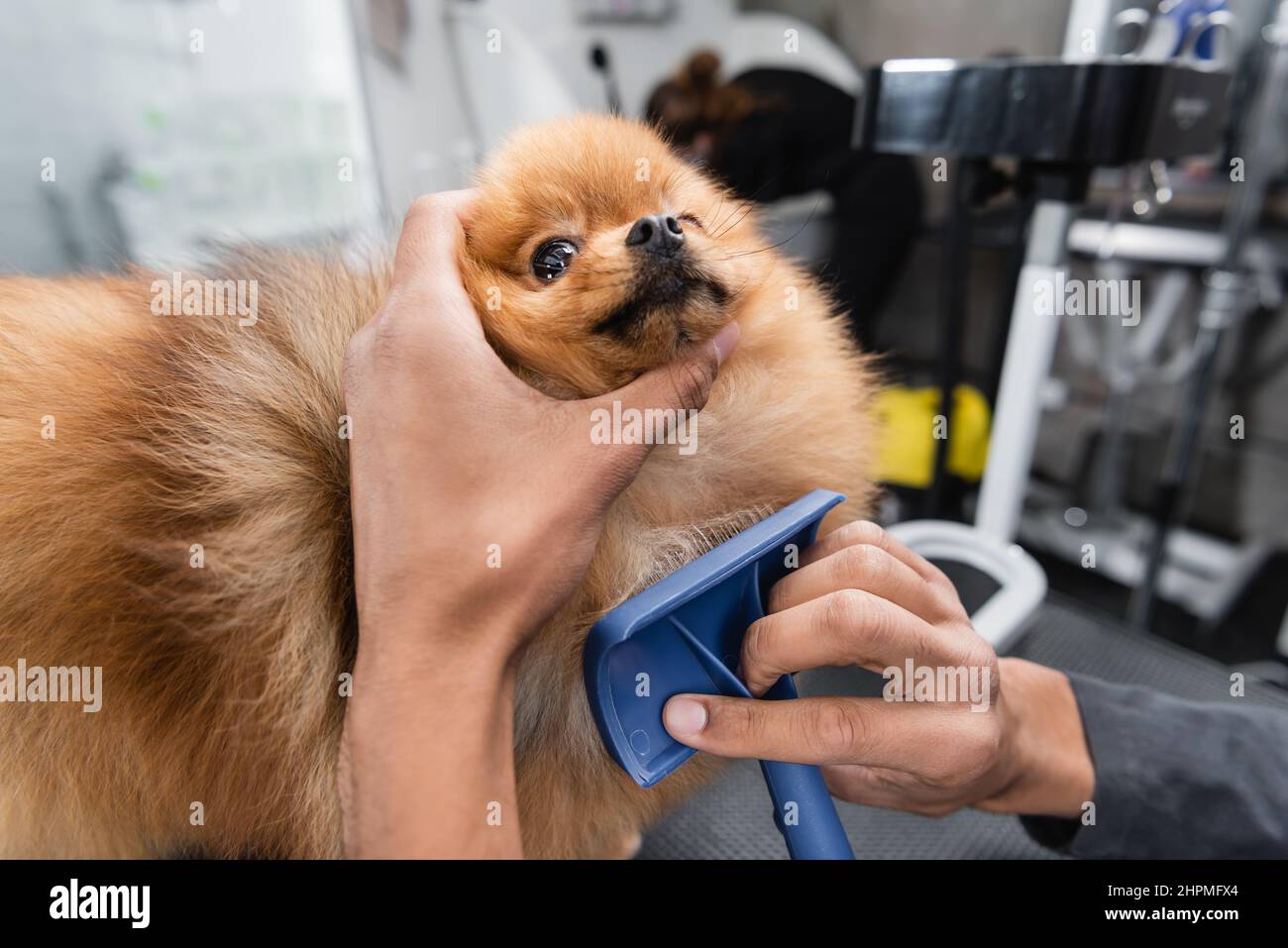 partial view of african american pet barber grooming spitz with slicker ...