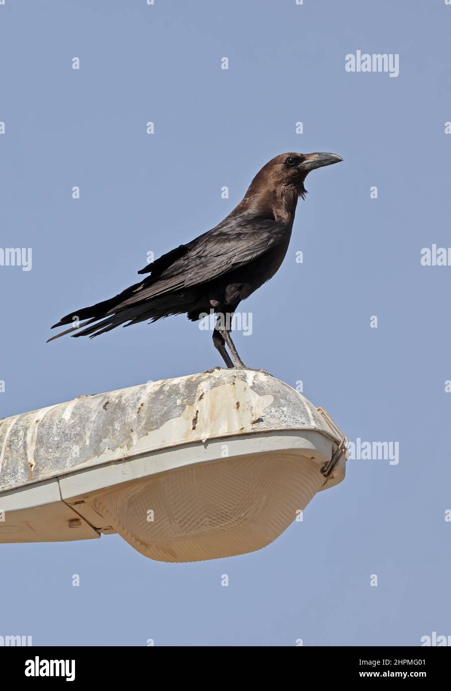 Corvus ruficollis hi-res stock photography and images - Alamy
