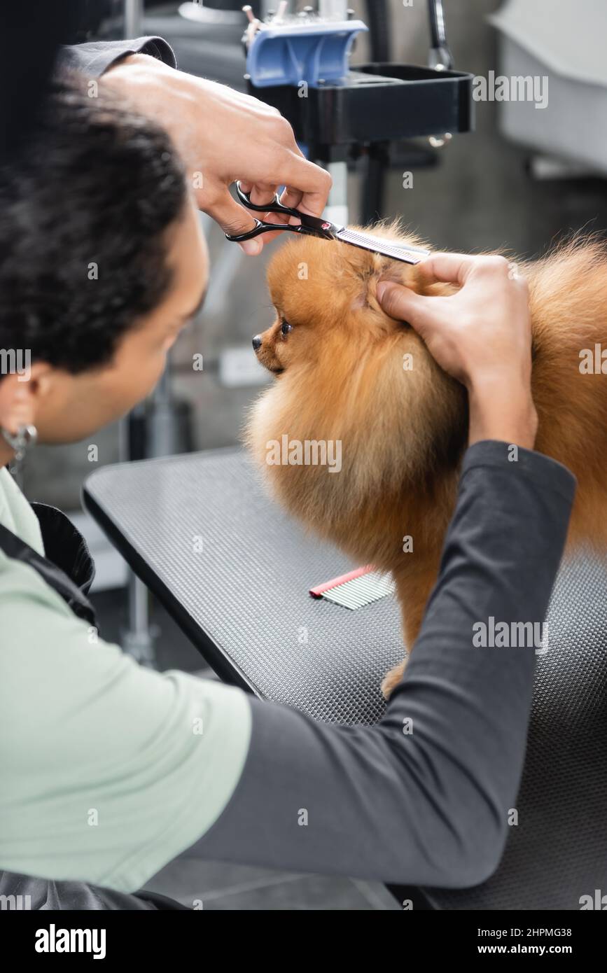 blurred african american man doing haircut to pomeranian spitz Stock ...