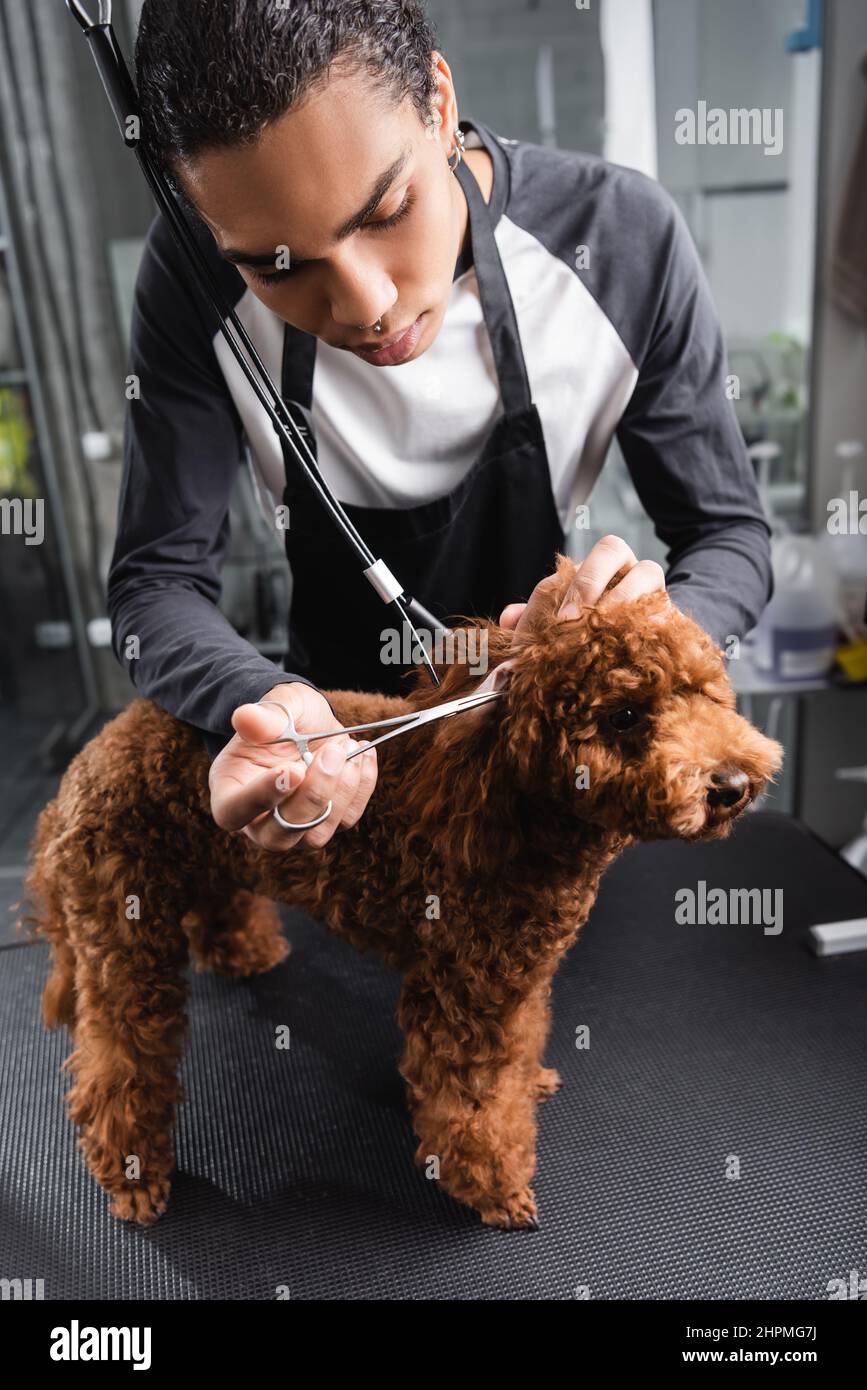 african american groomer cleaning ear of poodle on grooming table Stock ...