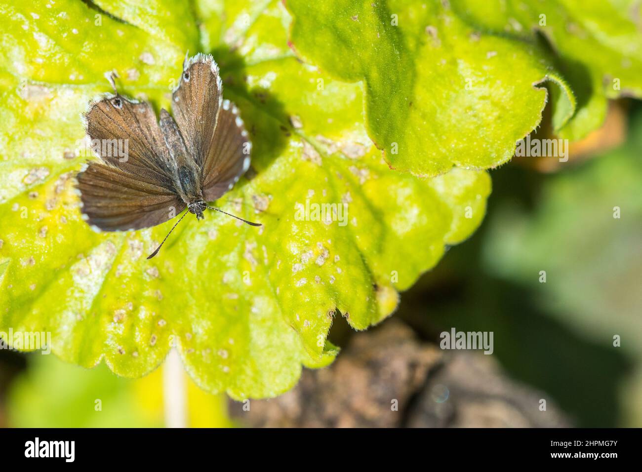Geranium bronze (Cacyreus marshalli Stock Photo - Alamy