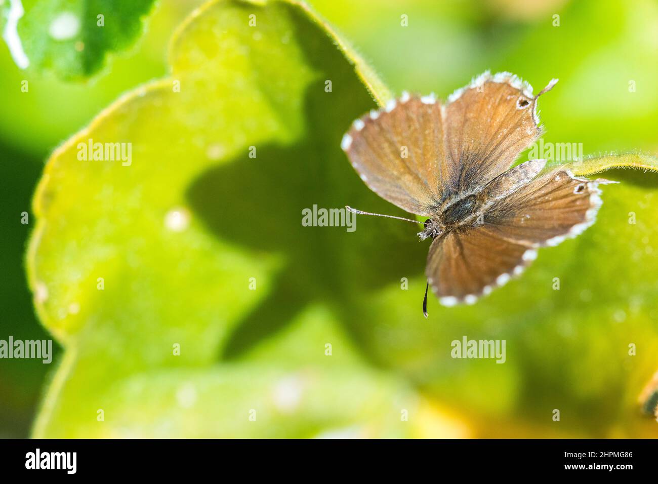 Geranium bronze (Cacyreus marshalli Stock Photo - Alamy