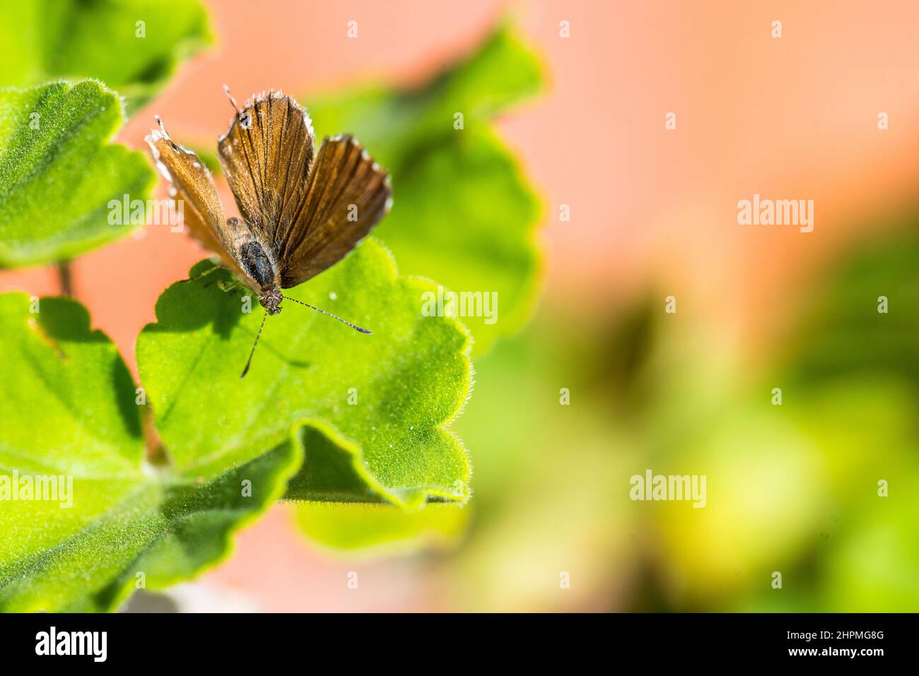 Geranium bronze (Cacyreus marshalli Stock Photo - Alamy