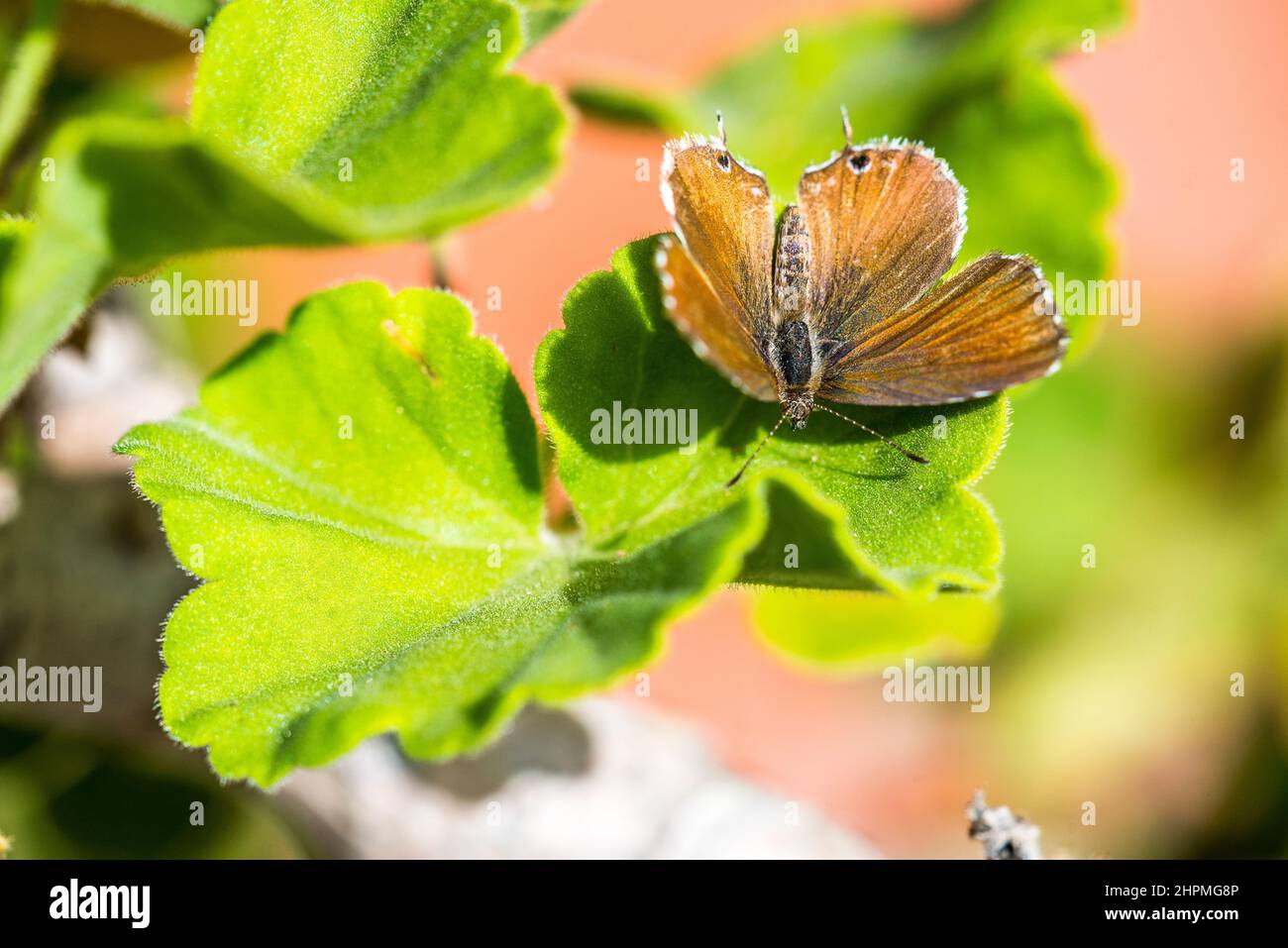 Geranium bronze (Cacyreus marshalli Stock Photo - Alamy