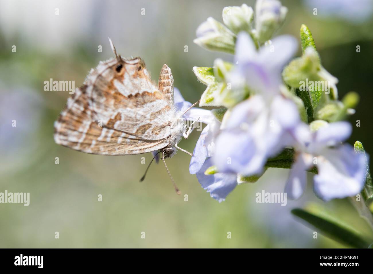 Geranium bronze (Cacyreus marshalli Stock Photo - Alamy