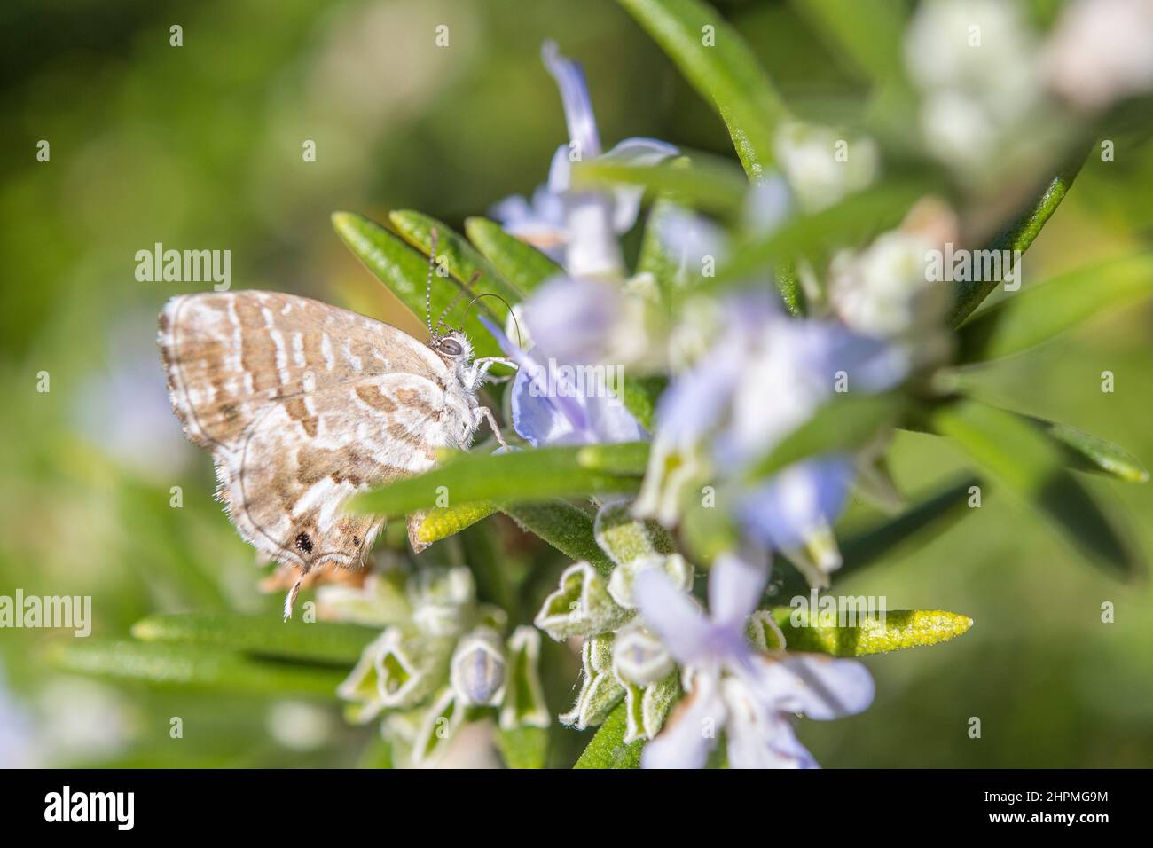 Geranium bronze (Cacyreus marshalli Stock Photo - Alamy
