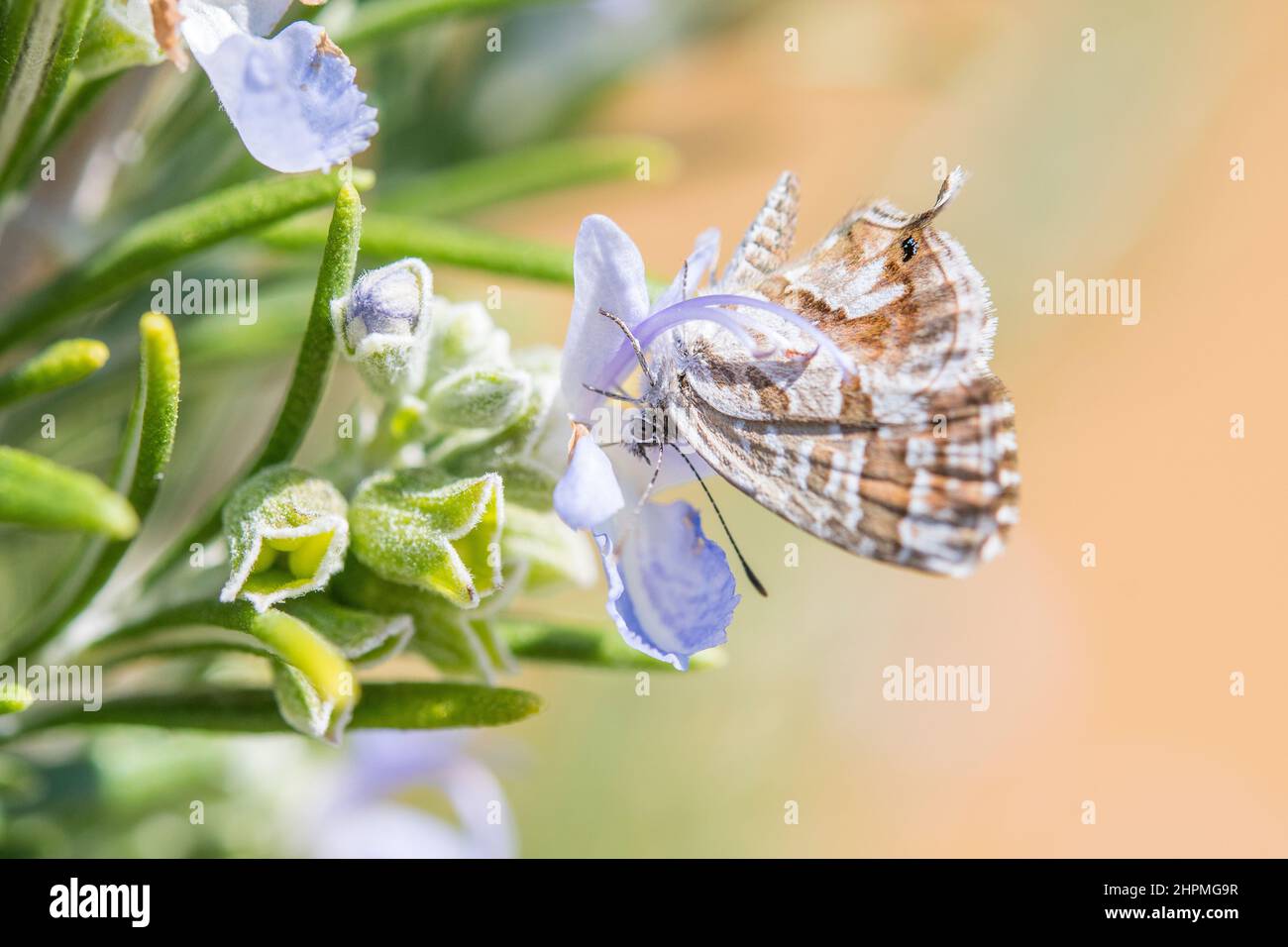 Geranium bronze (Cacyreus marshalli Stock Photo - Alamy