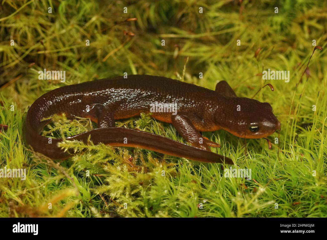 Crater lake newt hi-res stock photography and images - Alamy