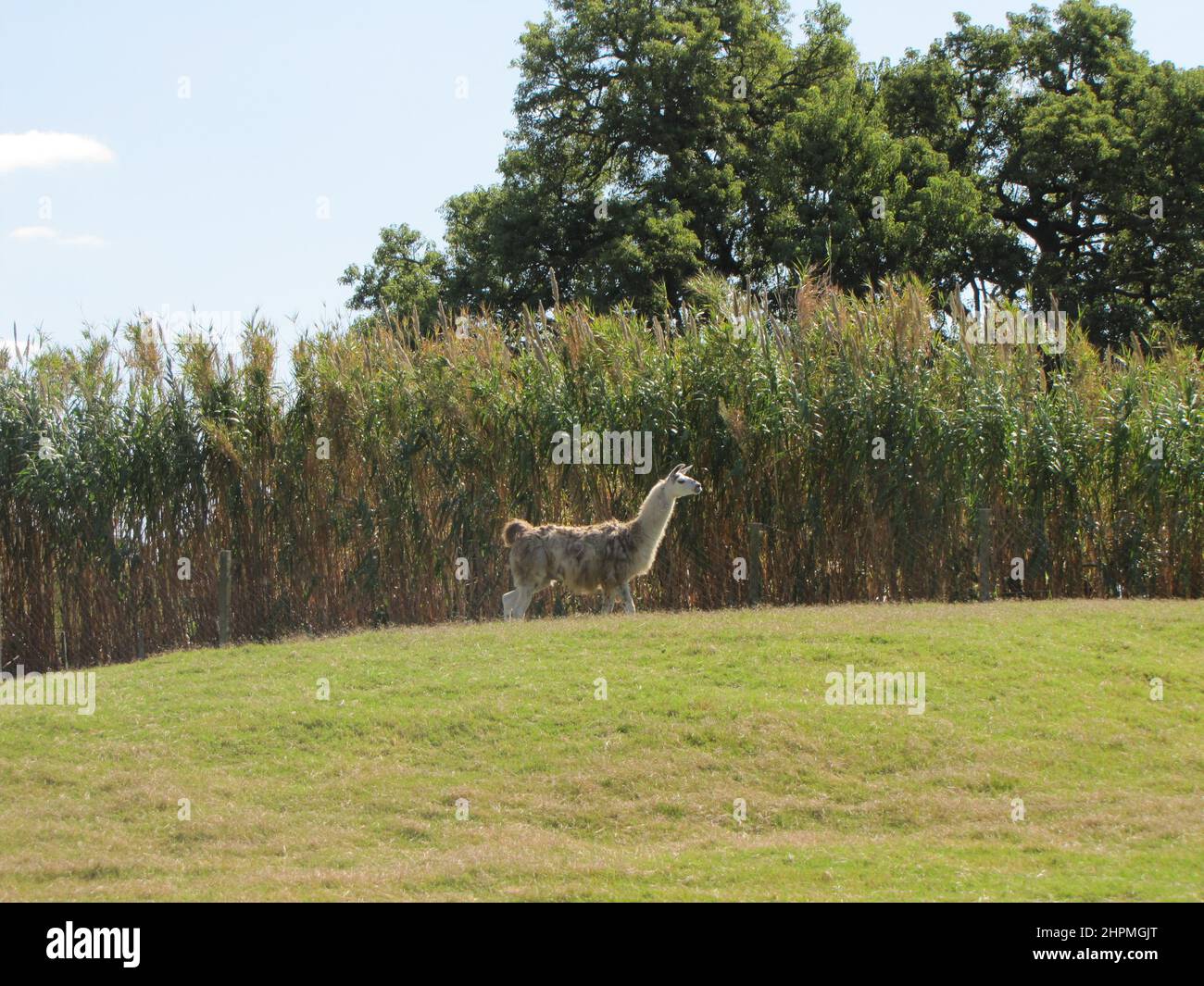 Lama, LLama, South American camelids, the wild guanaco and vicuna ...