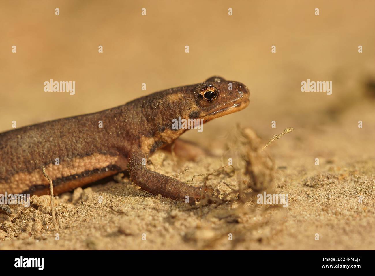 Closeup on an adult terrestrial female Northern banded newt ...