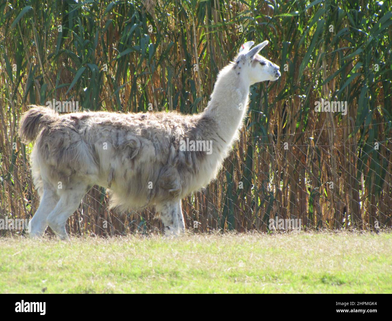 Lama, LLama, South American camelids, the wild guanaco and vicuna ...