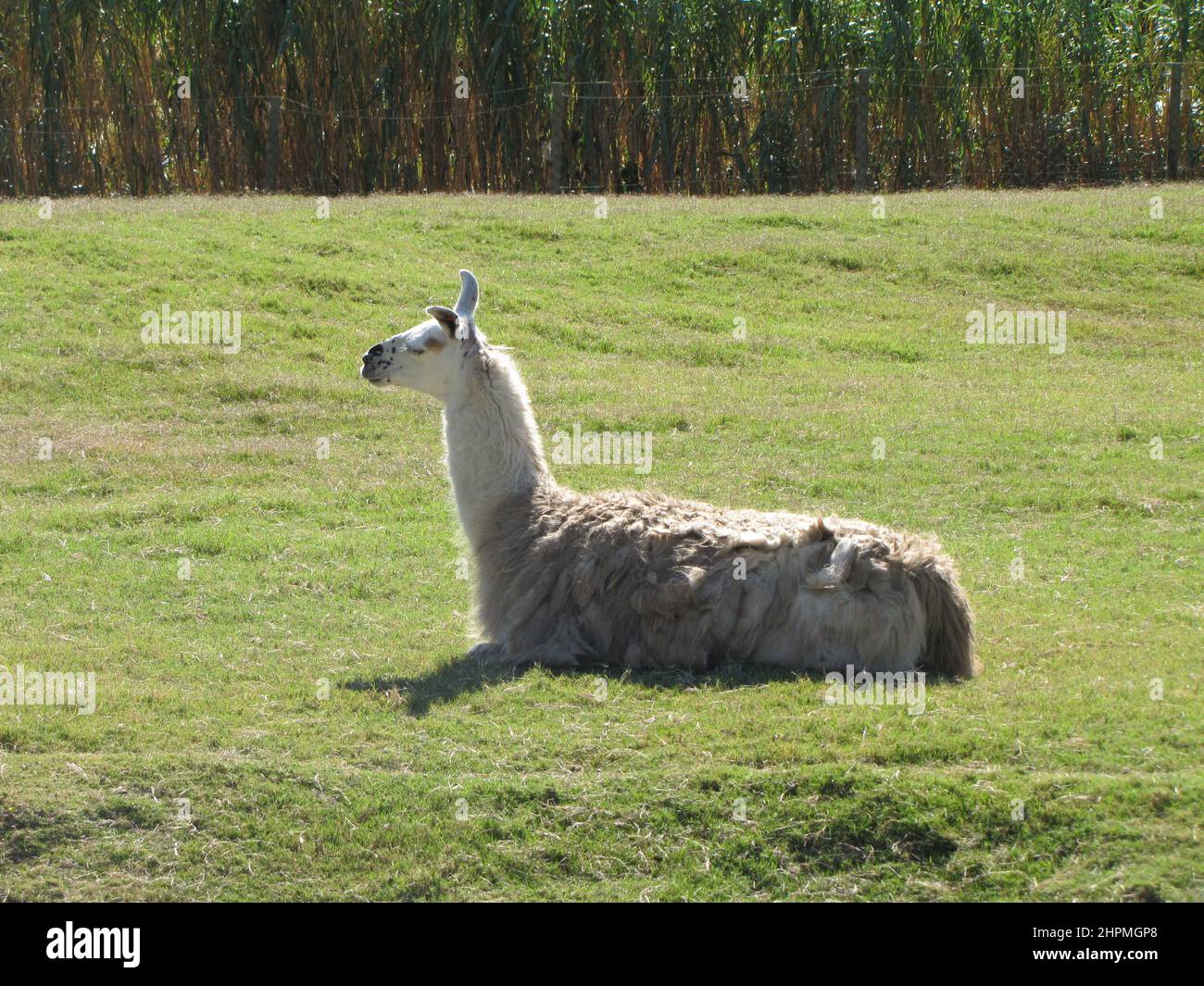 Lama, LLama, South American camelids, the wild guanaco and vicuna ...