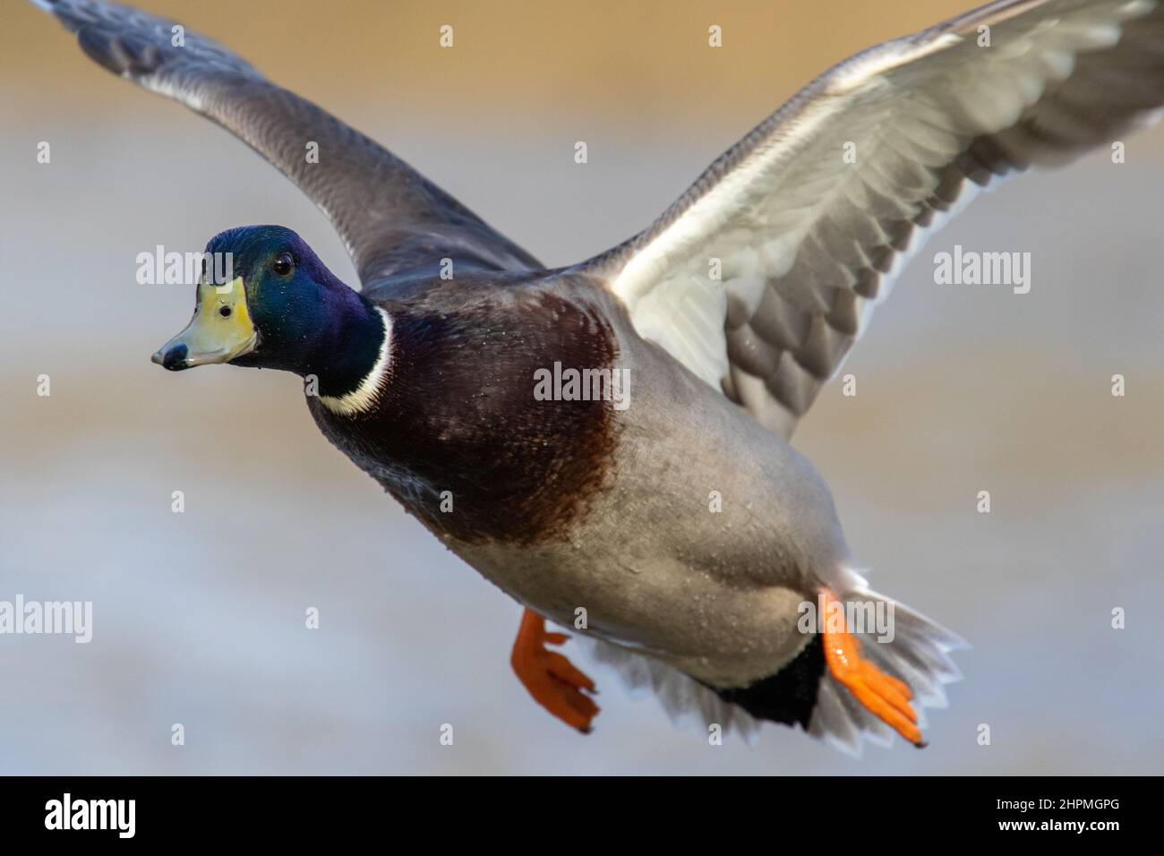Landing mallard hi-res stock photography and images - Alamy