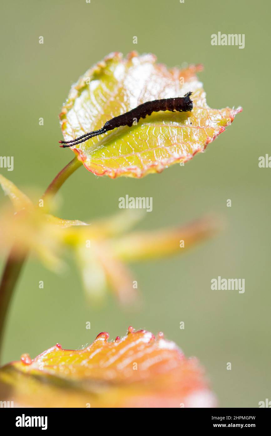 First arthropods hi-res stock photography and images - Alamy