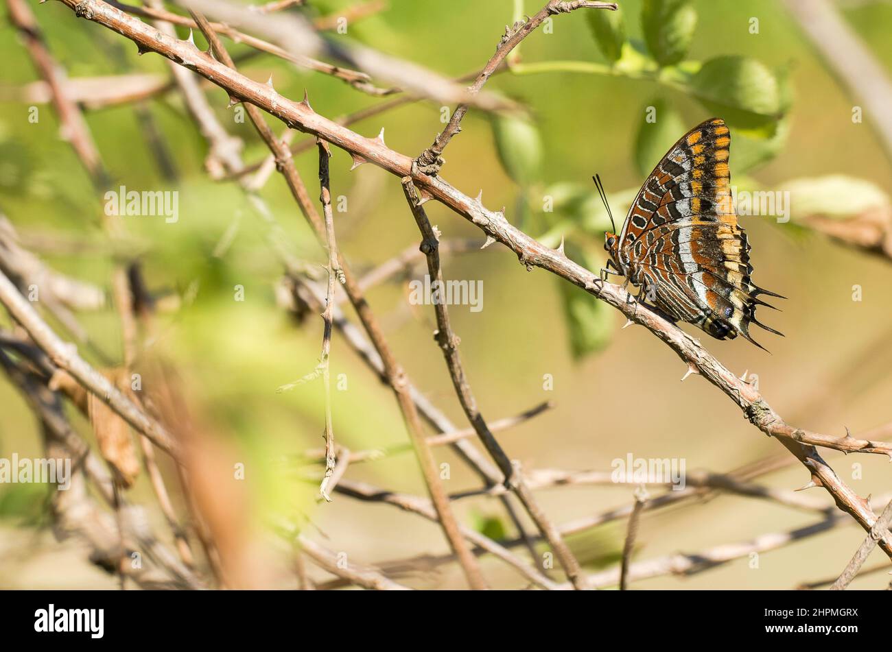 Charaxes jasius, the two-tailed pasha, is a butterfly in the family ...