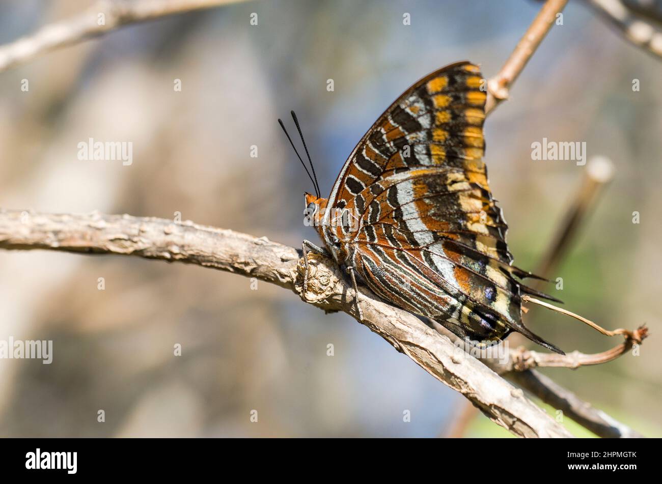Charaxes jasius, the two-tailed pasha, is a butterfly in the family ...