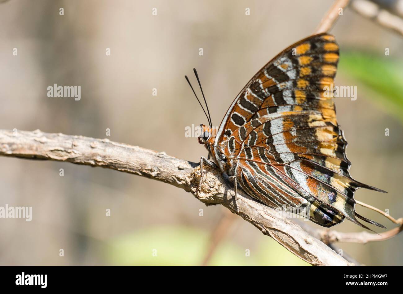 Charaxes jasius, the two-tailed pasha, is a butterfly in the family ...