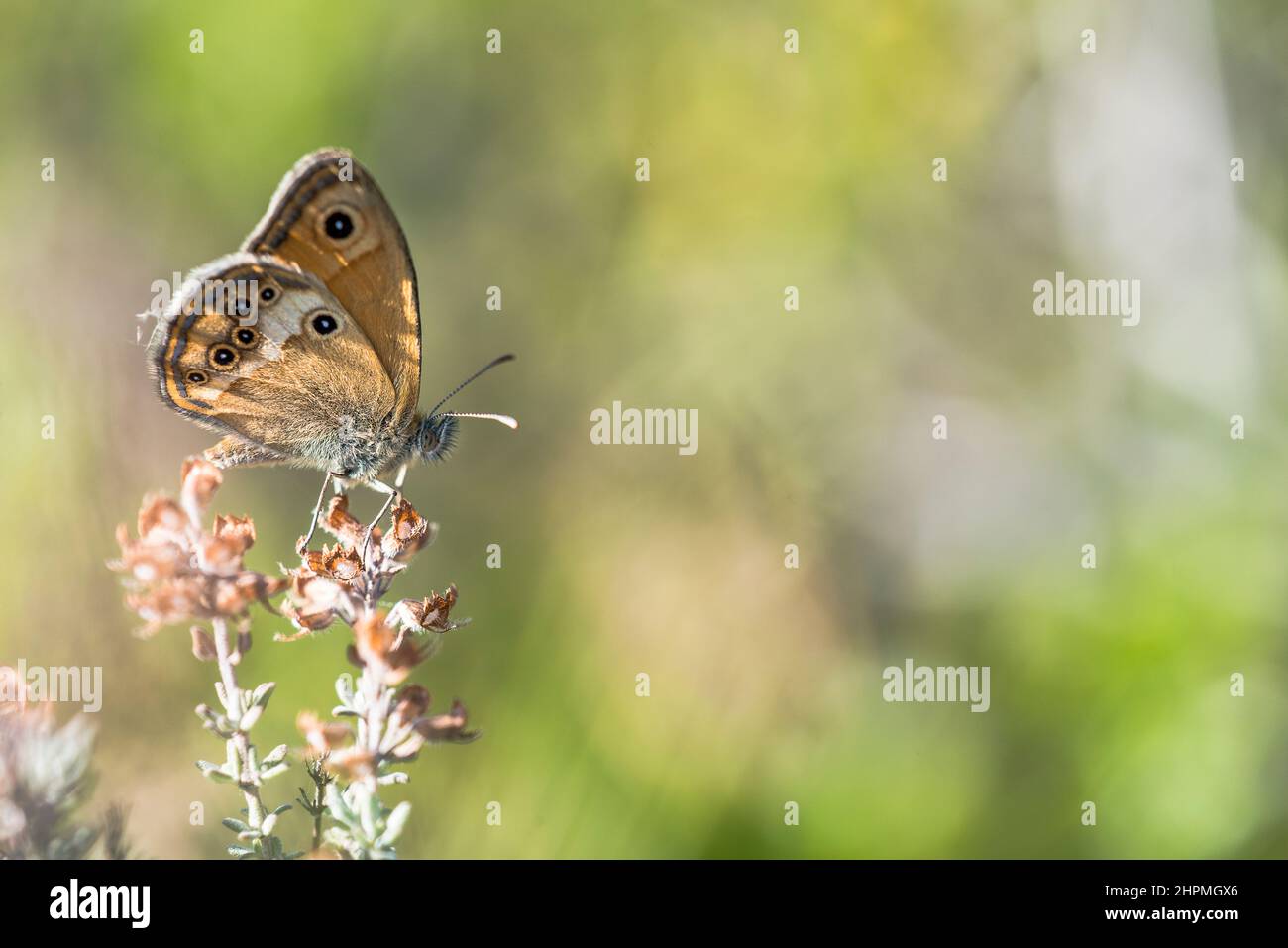 Coenonympha dorus, the dusky heath, is a butterfly of the family ...