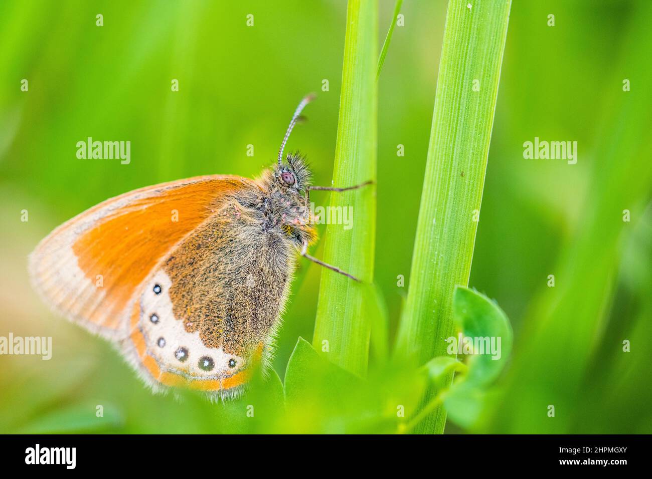 Coenonympha gardetta, the Alpine heath, is a butterfly species ...