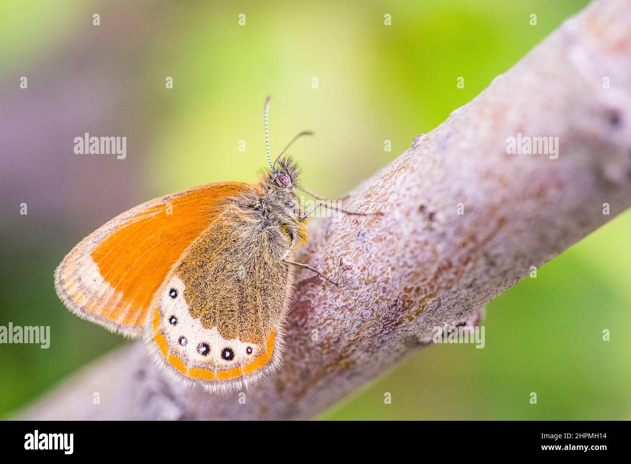 Coenonympha gardetta, the Alpine heath, is a butterfly species ...