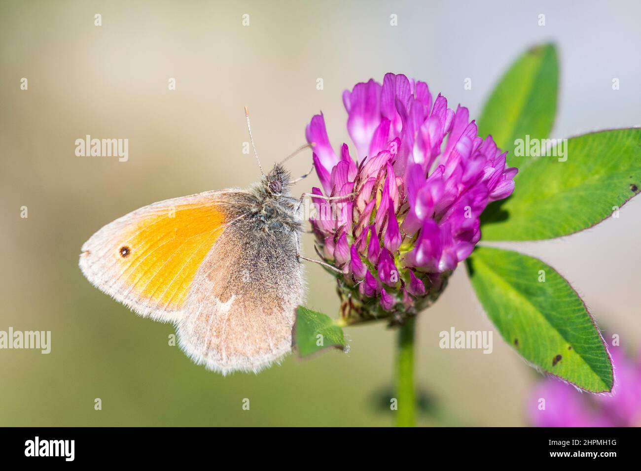 The small heath (Coenonympha pamphilus) is a butterfly species ...
