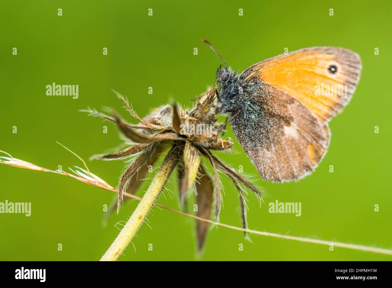 The small heath (Coenonympha pamphilus) is a butterfly species ...