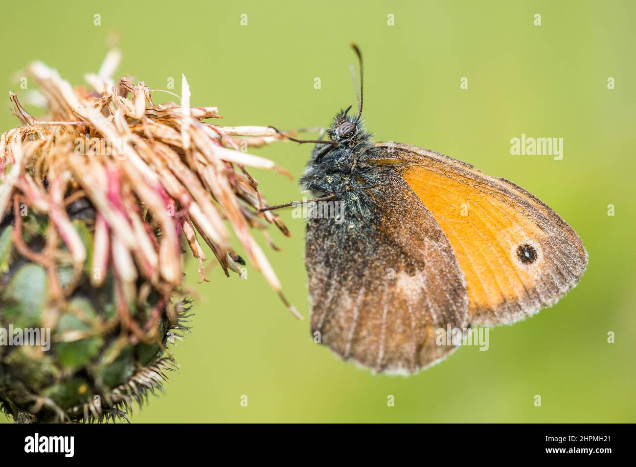 The small heath (Coenonympha pamphilus) is a butterfly species ...