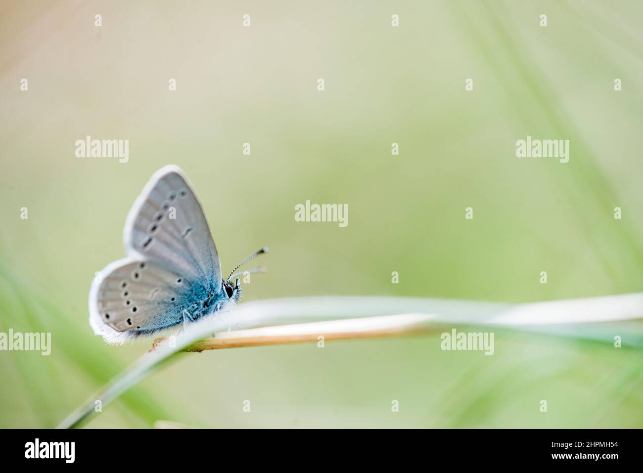 Small blue (Cupido minimus) is a Palearctic butterfly in the family ...