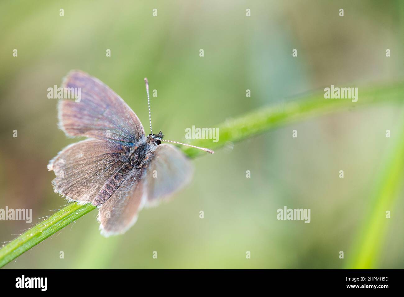Small blue (Cupido minimus) is a Palearctic butterfly in the family ...