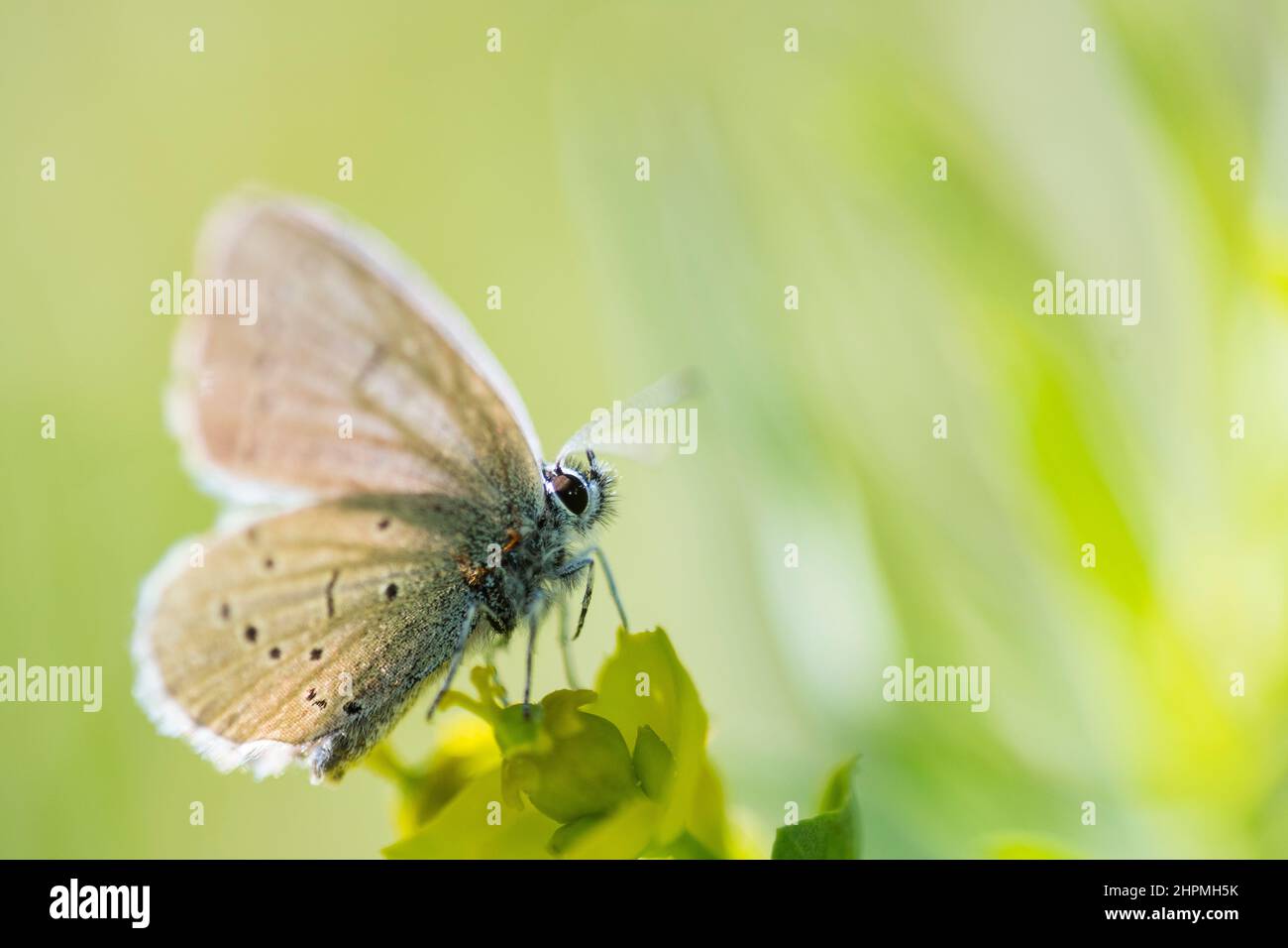 Small blue (Cupido minimus) is a Palearctic butterfly in the family ...