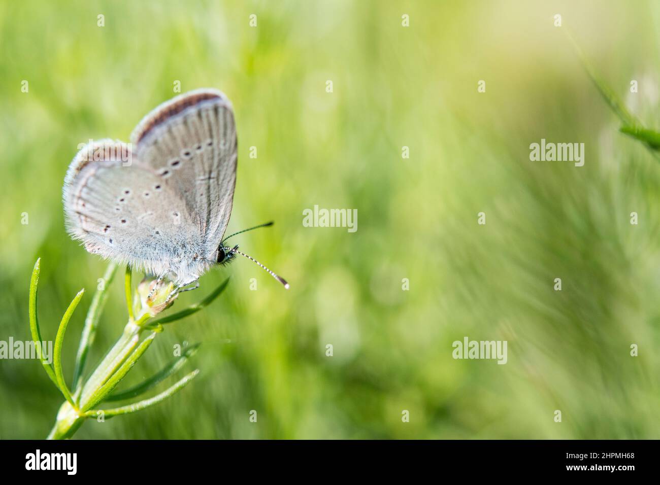 Small blue (Cupido minimus) is a Palearctic butterfly in the family ...