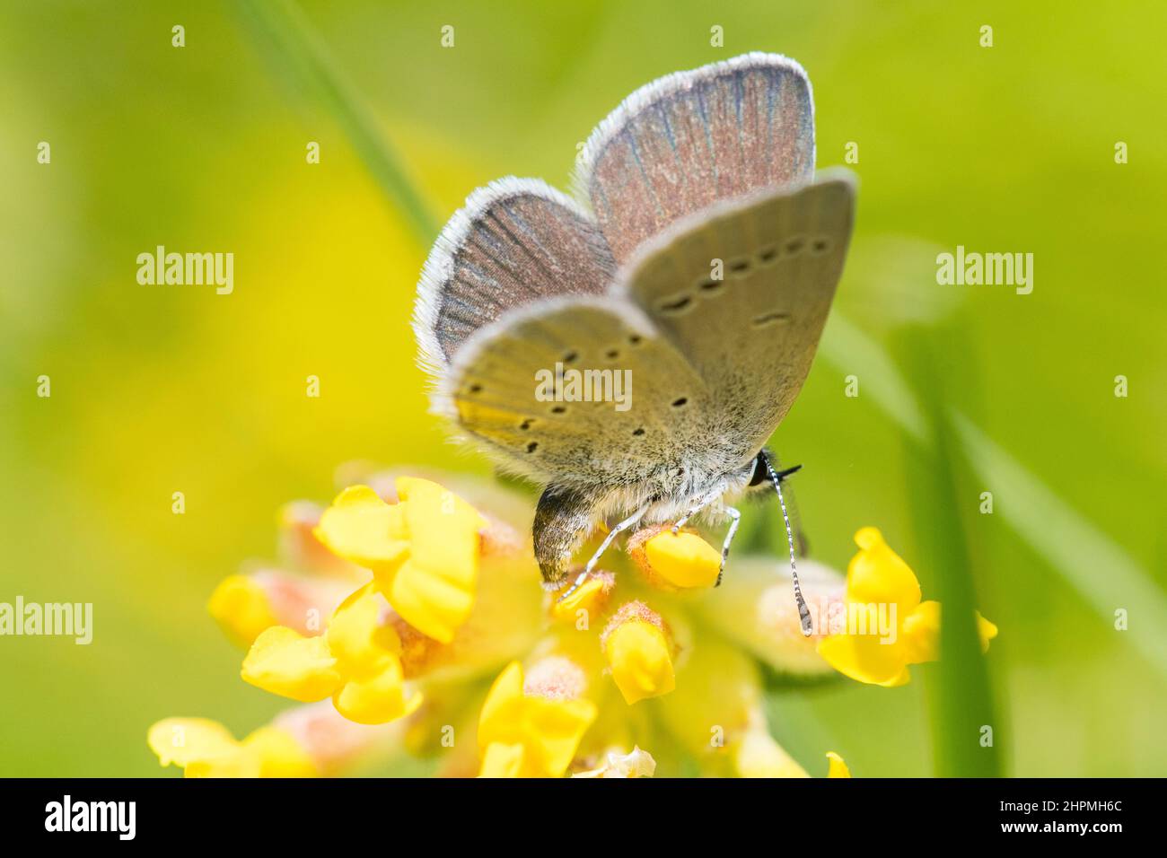 Small blue (Cupido minimus) is a Palearctic butterfly in the family ...